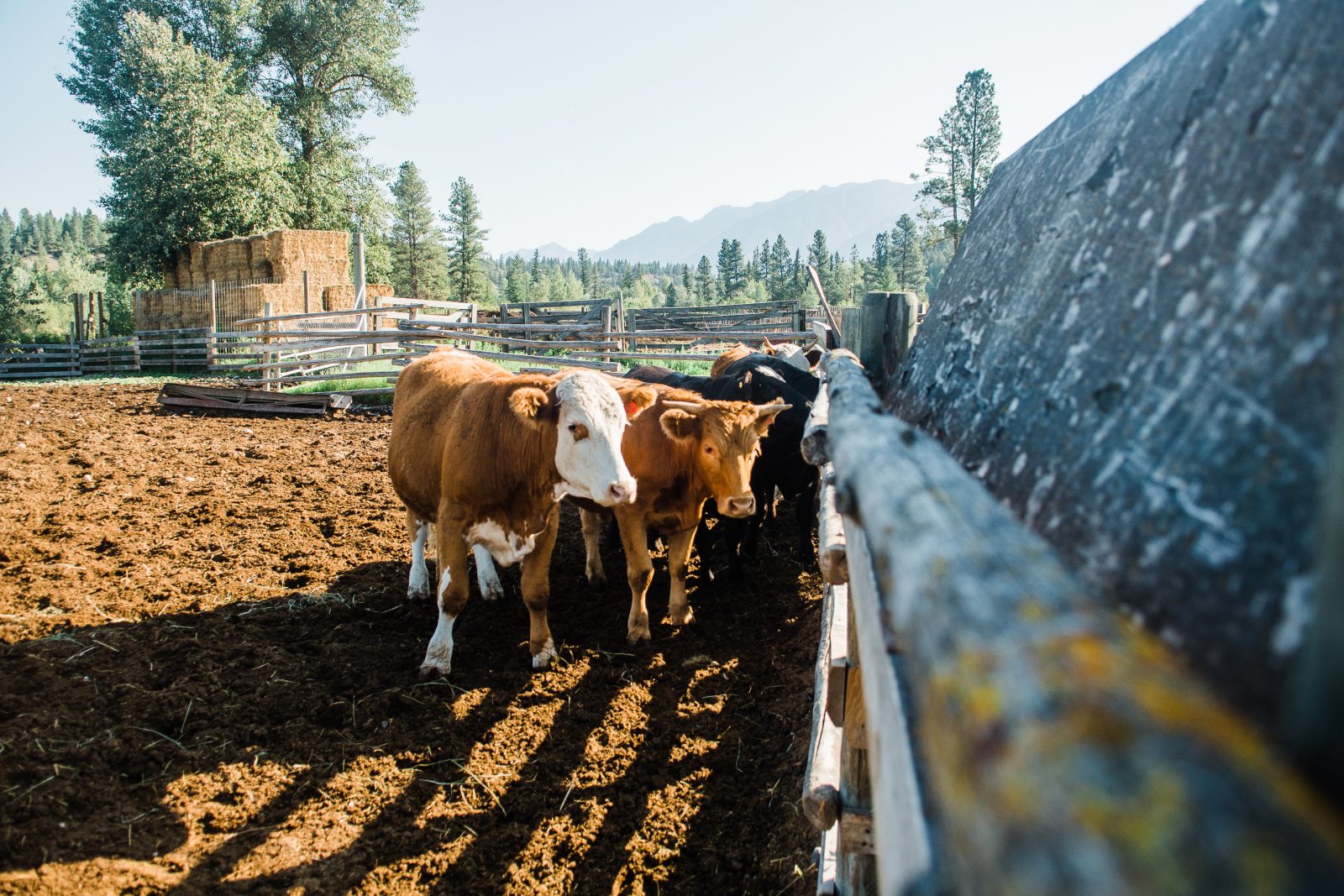 Life on the Range - B-E Ranch | Basin Stories